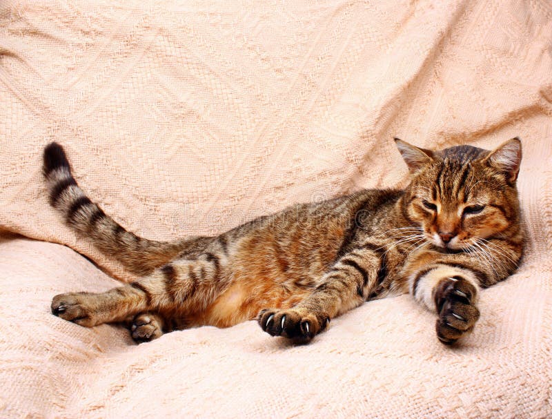 Resting relax cat stock photo. Image of house, posing - 85088262
