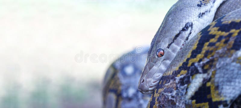 1,292 Reticulated Python Snake Stock Photos - Free & Royalty-Free Stock ...