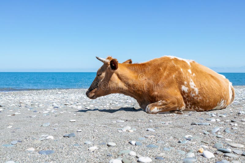 Resting on the Sea Beach Red Cow Stock Photo - Image of relax, summer ...
