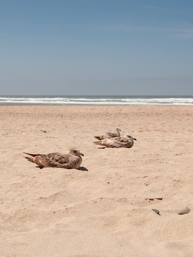 Resting seagulls stock photo. Image of thayers, coastal - 43053278