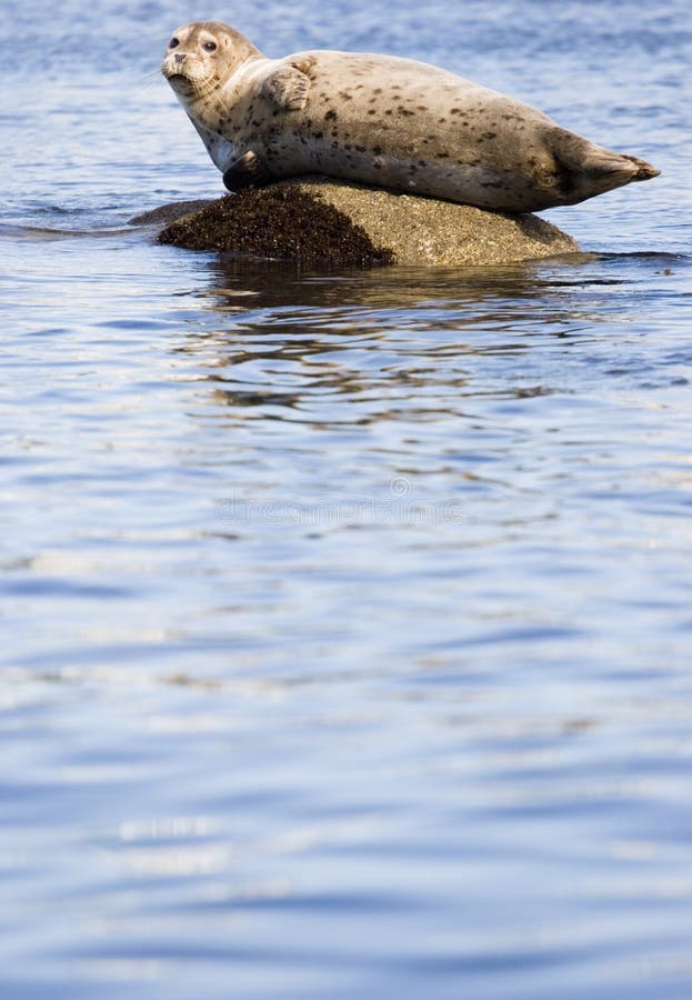 Resting Seal stock photo. Image of reflection, aquatic - 891222