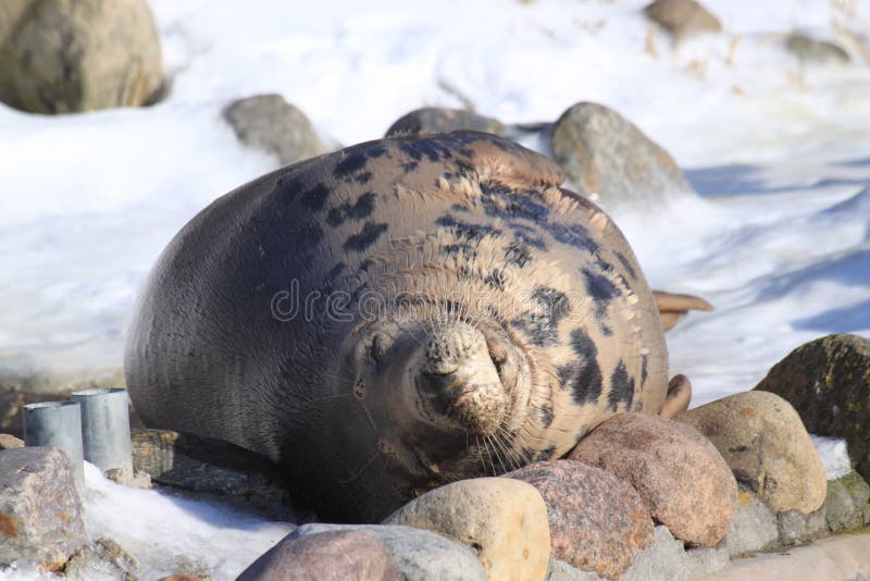 Resting seal stock image. Image of harbour, baltic, common - 63226135