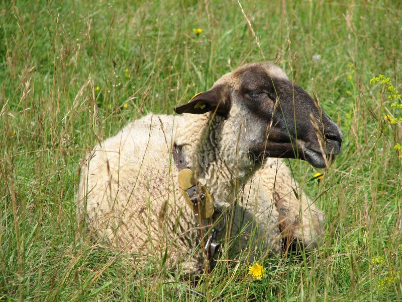 Resting Sheep stock photo. Image of isolated, resting - 3506996