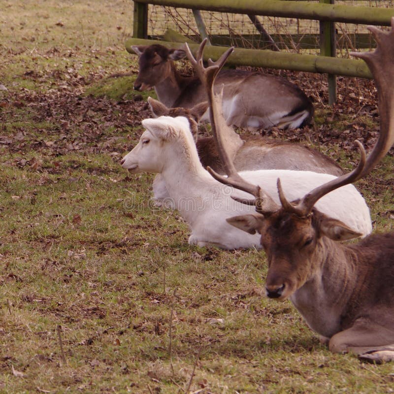 Resting sheep and deer stock photo. Image of fluffy, farmland - 51421680