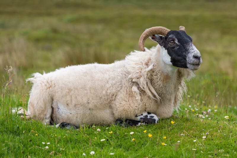 Resting Sheep Isle of Skye stock photo. Image of animal - 204832526
