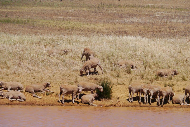 Resting Sheep in the Outback Stock Photo - Image of cattle, landscape ...