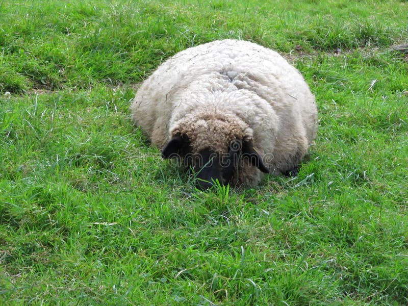 Resting sheep stock image. Image of ivory, wooly, wool - 55618065