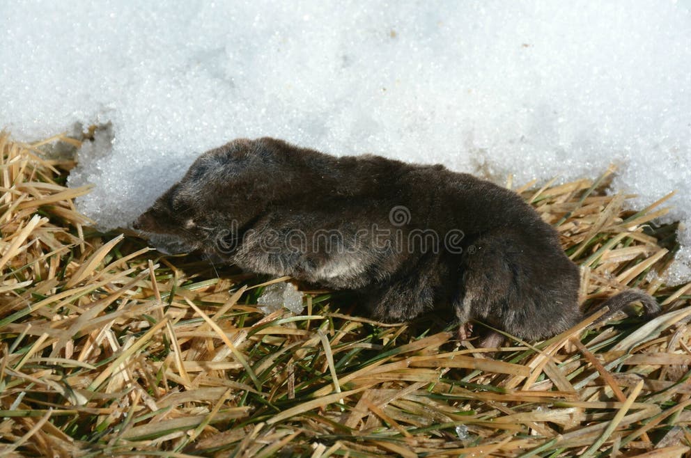 Resting Short-Tail Shrew stock image. Image of snow, closeup - 53769029