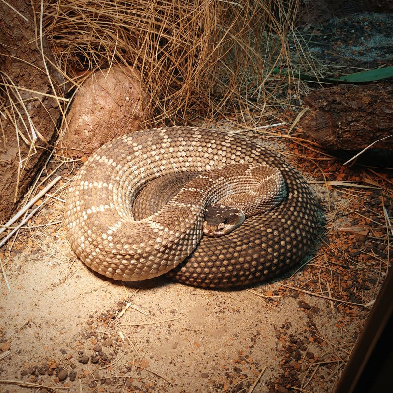 Resting snake stock photo. Image of animal, crocodile - 229363232
