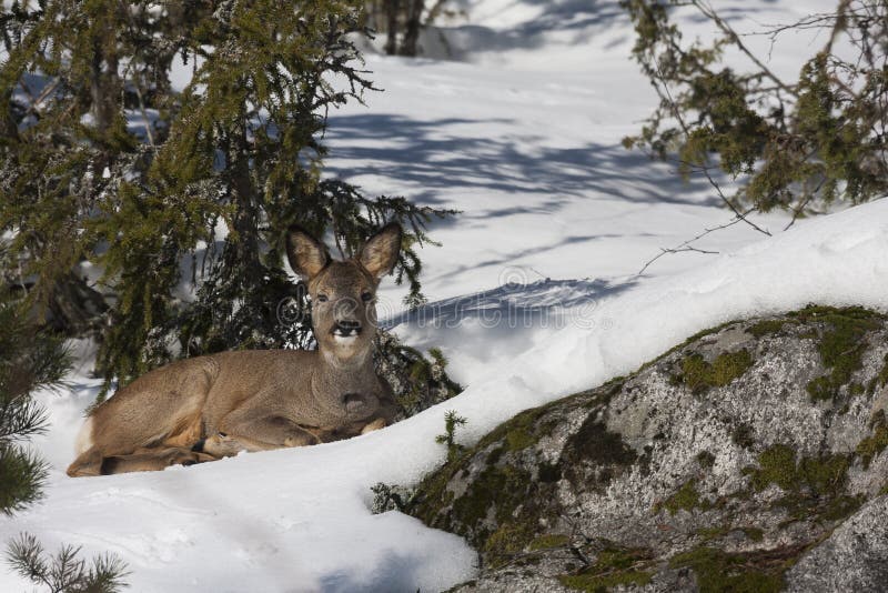 Resting in snow stock photo. Image of deer, chill, wildlife - 62434090