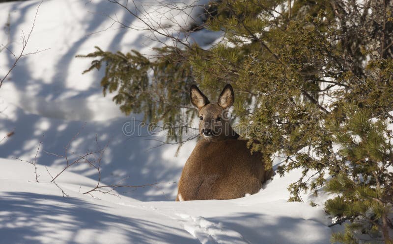 Resting in snow stock photo. Image of wildlife, rest - 62434106