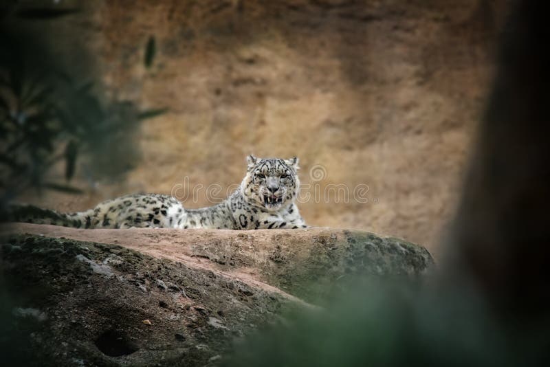 Resting snow leopard. stock photo. Image of white, beast - 107221802