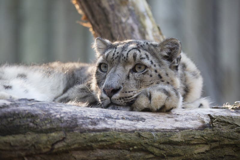 Resting Snow Leopard, Uncia Uncia, Portrait. Stock Photo - Image of ...