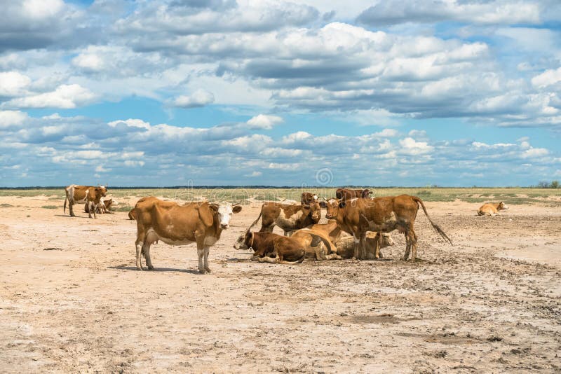 A herd of red cows resting stock image. Image of animal - 225082033