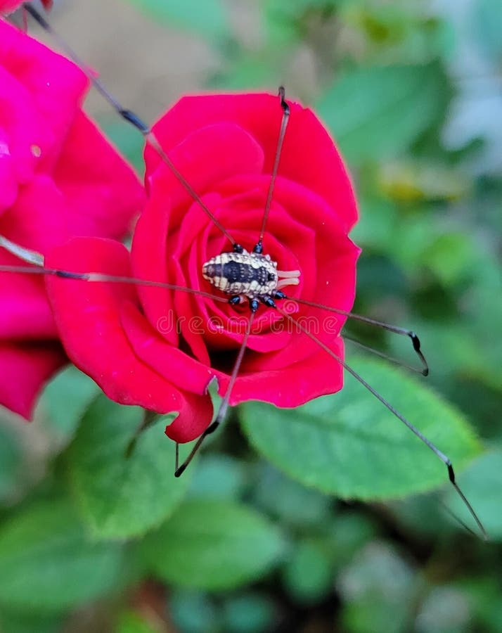 Resting Spider on Bright Red Rose Stock Image - Image of spider, rose ...