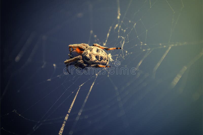 Resting Spider stock photo. Image of shot, flashlight - 40346384