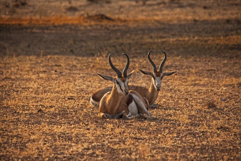Resting Springbok in a Dry Desert Riverbed Stock Image - Image of ...