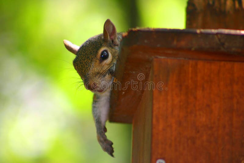 Resting Squirrel stock photo. Image of wildlife, sleeping - 2544870
