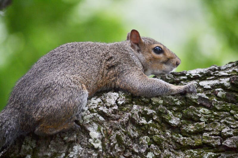 Resting squirrel stock photo. Image of tampa, relaxed - 62530094