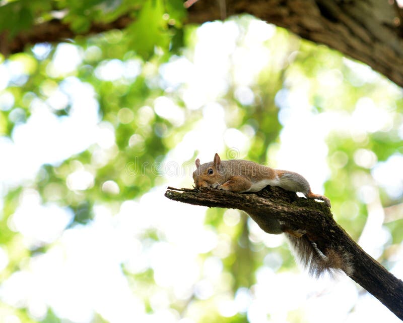 Resting squirrel stock photo. Image of branch, rodent - 95407396
