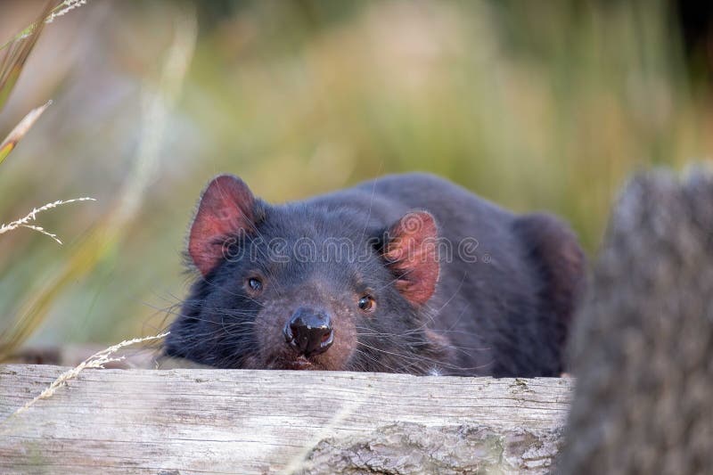 Resting Tasmanian devil stock photo. Image of copy, tassie - 270090992