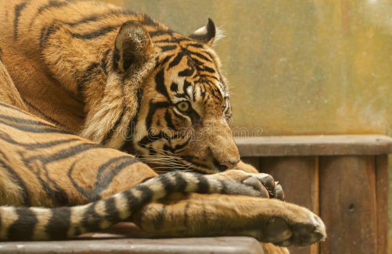 Resting tiger stock photo. Image of outdoor, regal, tiger - 27510184