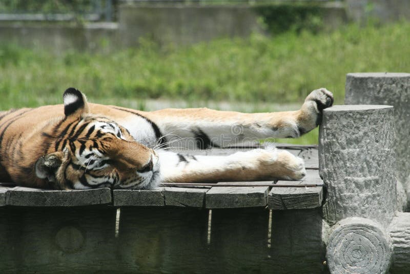 Resting Tiger stock photo. Image of stretch, sunshine - 7407814