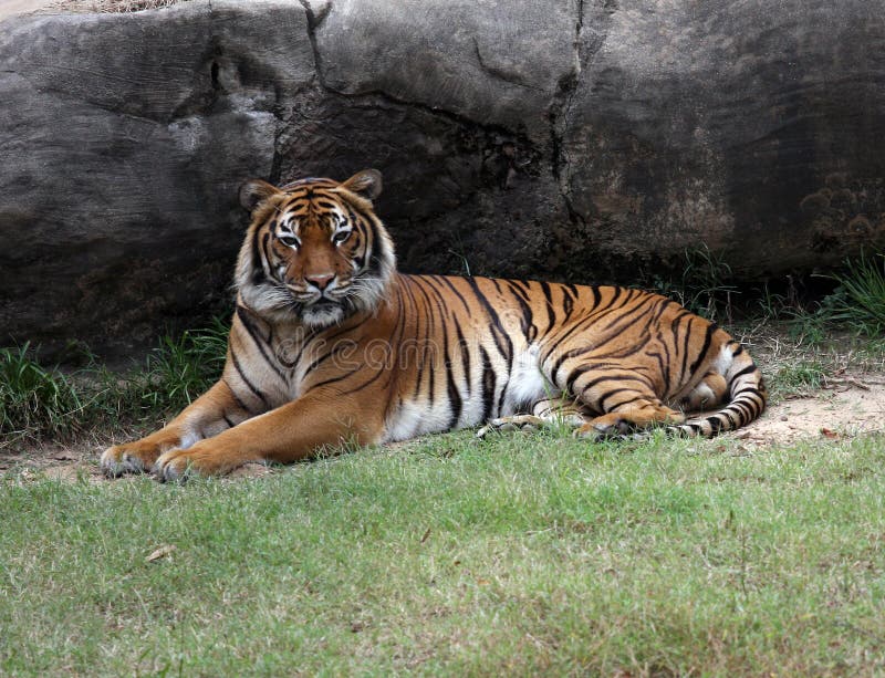 Resting Tiger stock image. Image of stripes, rock, relaxed - 8925657