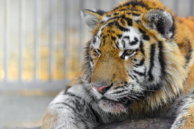 A Resting Tiger Lies Tired at the Zoo. Animals in the Cage Stock Image ...