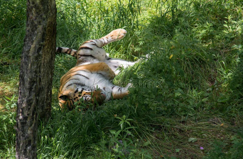 Tiger Back Stock Images - Download 1,055 Royalty Free Photos