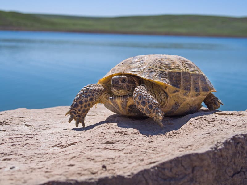 Falling tortoise stock photo. Image of outdoors, arid - 31719588