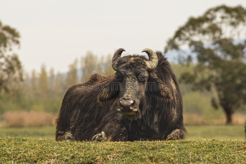 Resting Water Buffalo Lying in a Meadow, Samegrelo, Georgia. Stock ...