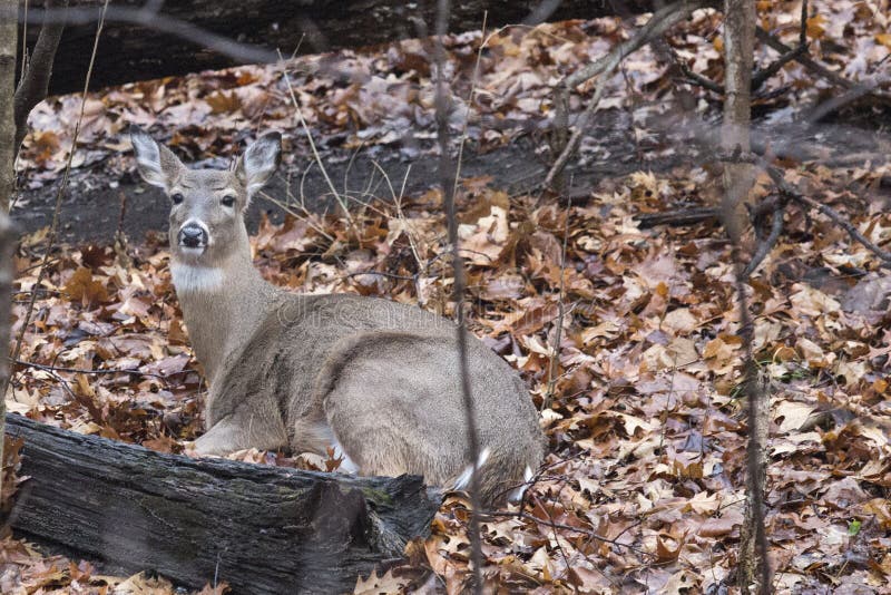 Resting Whitetail deer stock image. Image of white, nature - 64781383