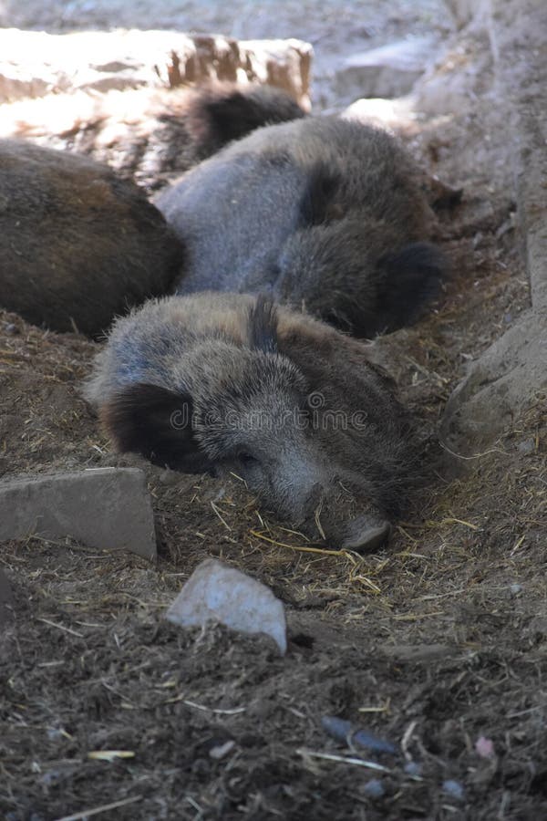 Resting Wild boar stock photo. Image of lying, group - 149961568