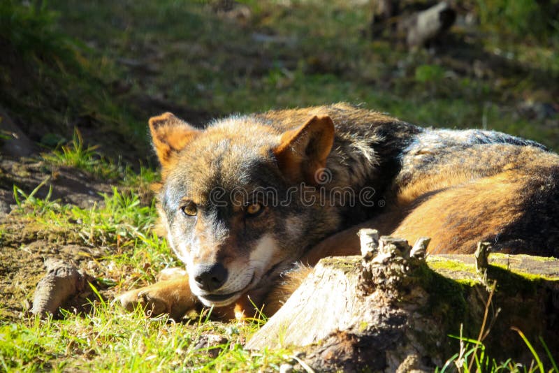 Resting wolf stock image. Image of danger, parc, courage - 36172165