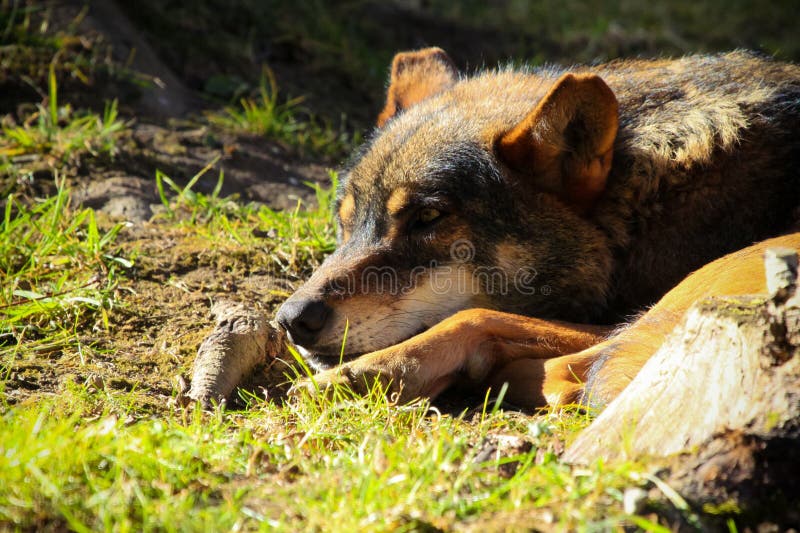 178 Wolf Behind Tree Stock Photos - Free & Royalty-Free Stock Photos ...