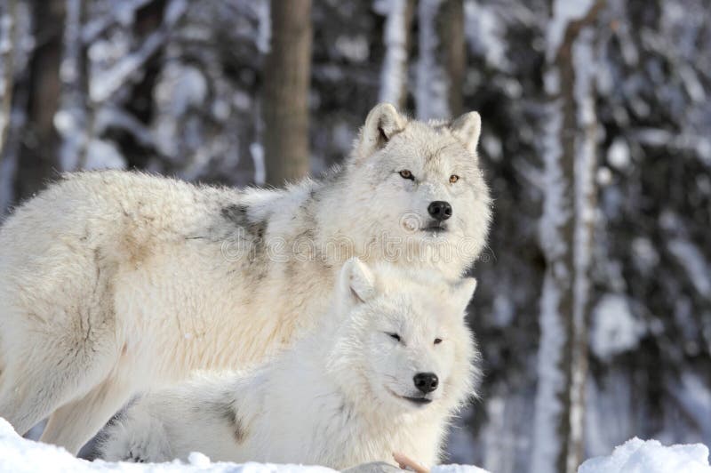 Small wolves stock image. Image of small, muzzle, puppy - 19925801
