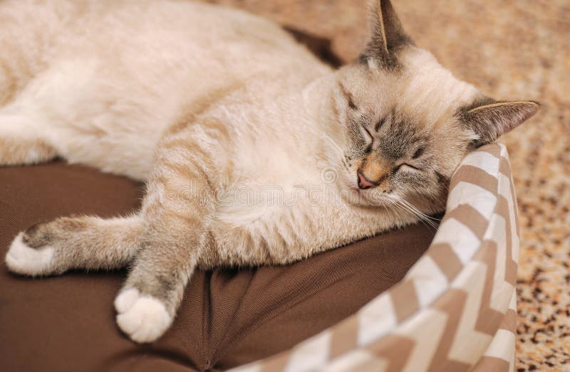 Resting Young Cat Sleeping on Puff Stock Image - Image of drowsiness ...