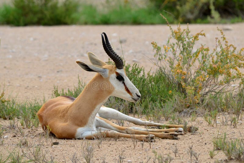 Resting Young Springbok Antelope Stock Photo - Image of antelope ...