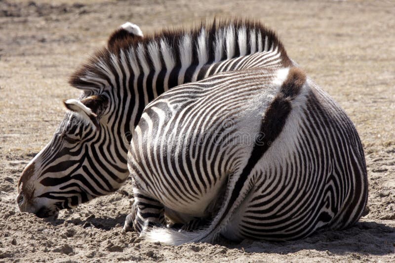 Resting zebra stock photo. Image of animal, black, cute - 8007172