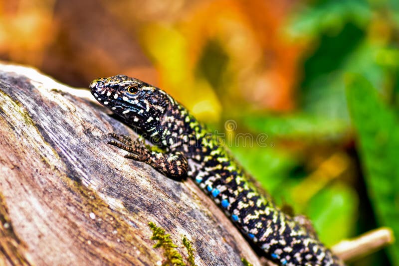 Restlessness stock photo. Image of animal, lizards, bokeh - 63773938