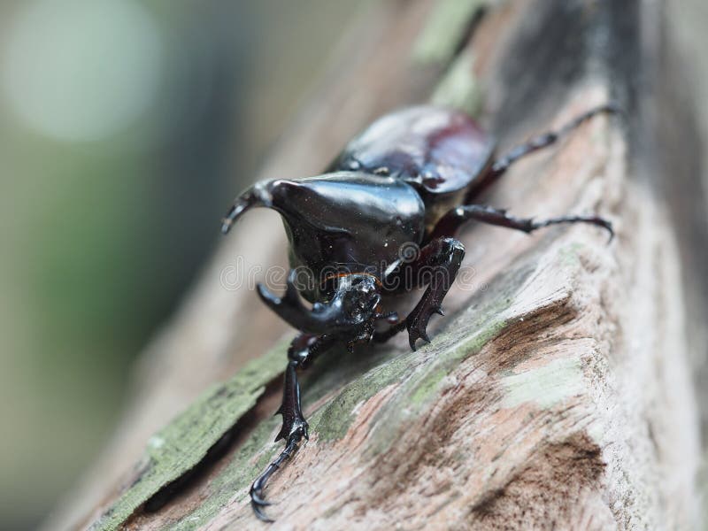 Resto Del Insecto En La Madera Seca Imagen de archivo - Imagen de ...