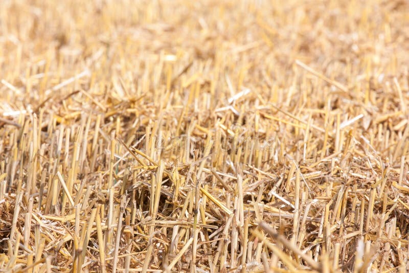 Close-up Do Restolho Do Trigo Imagem de Stock - Imagem de restolho ...