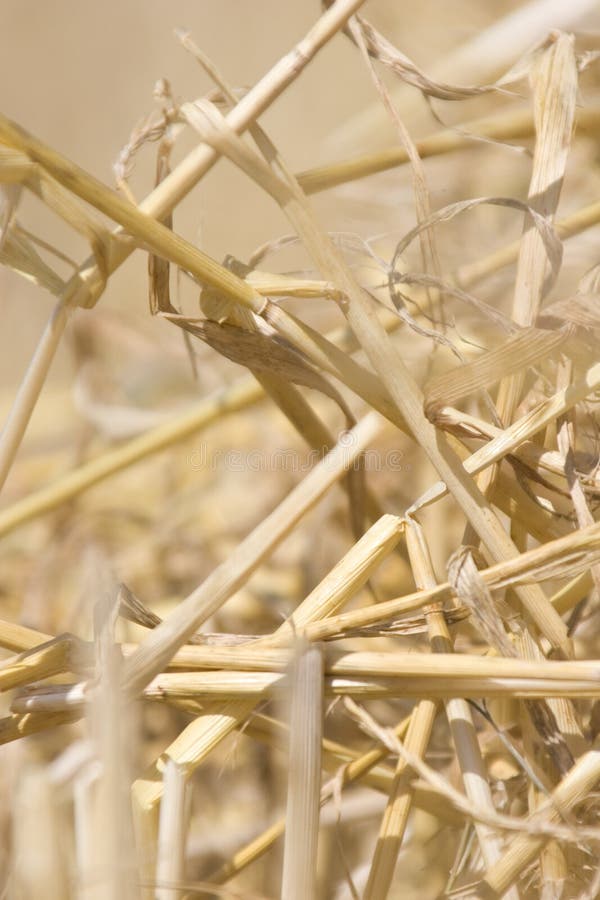 Restolho da colheita imagem de stock. Imagem de dourado - 1121347