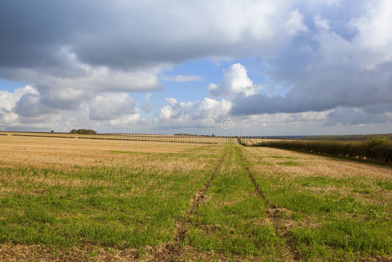 Restolho Da Palha No Outono Imagem de Stock - Imagem de tempestade ...