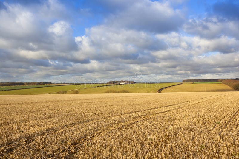 Restolho Da Palha No Outono Imagem de Stock - Imagem de cultivar ...
