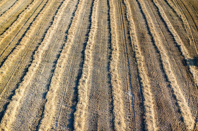 Restolho do trigo foto de stock. Imagem de ouro, prado - 60000416