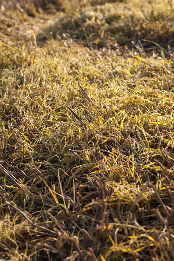 Restolho e trigo novo foto de stock. Imagem de planta - 121609760