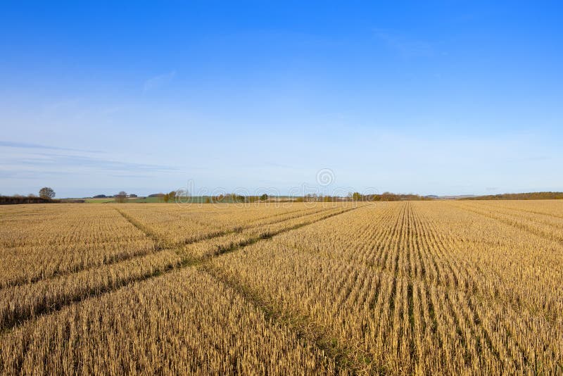 Restolho Da Palha No Outono Imagem de Stock - Imagem de cultivar ...
