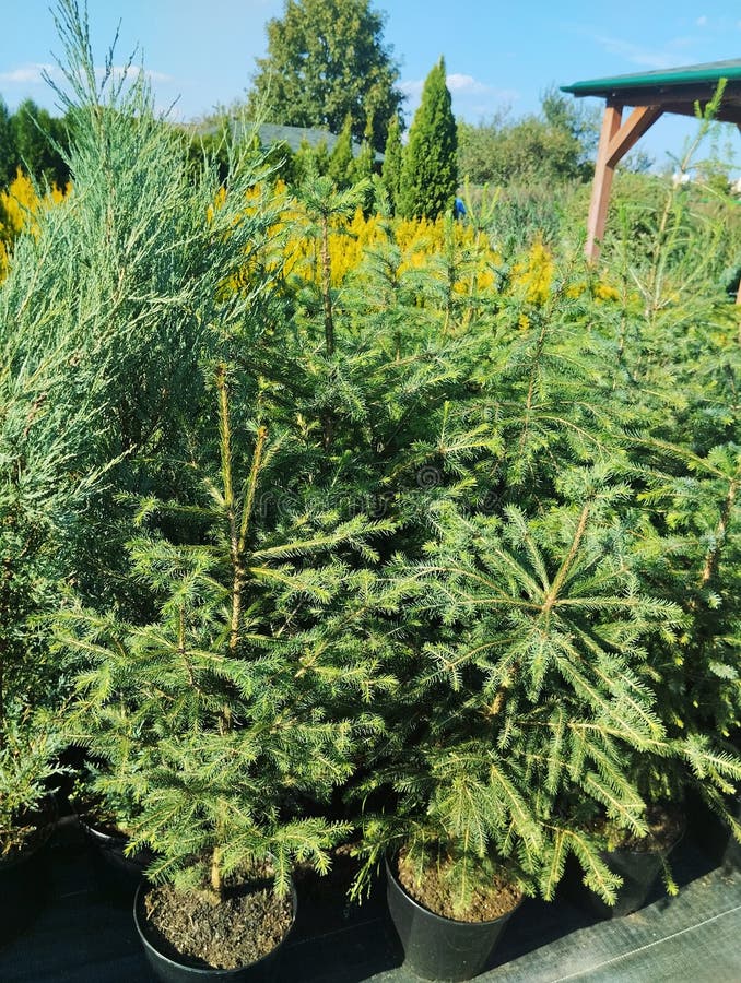 Restoration of Forest Plantations. Tree Seedlings in Planters Stock ...